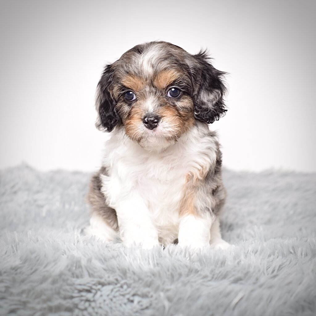 Cavapoo Puppies For Sale In Ohio | Kates Puppies