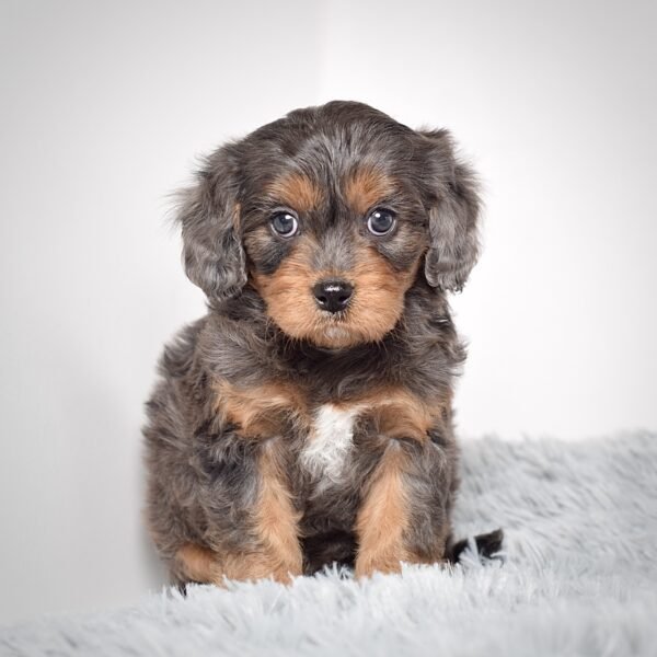 Cavapoo Puppies For Sale In Ohio | Kates Puppies